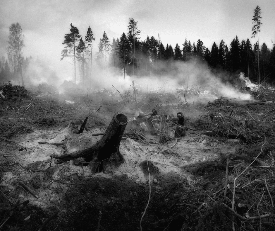 Zombie Fires FireWise Consulting