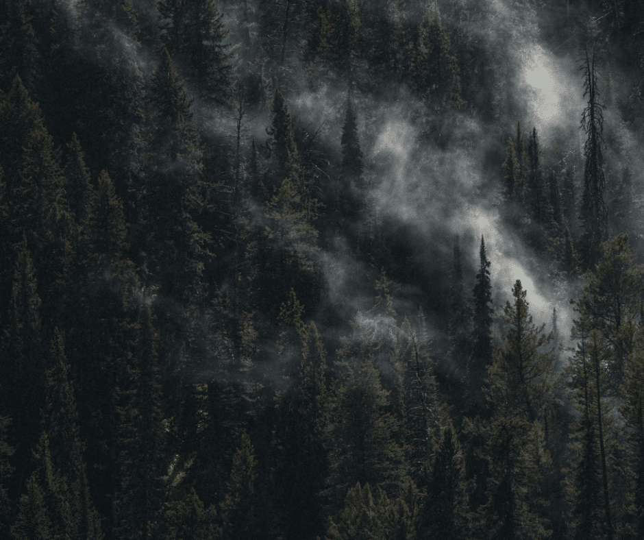 It's Not Too Late to Determine Wildfire Cause FireWise Consulting