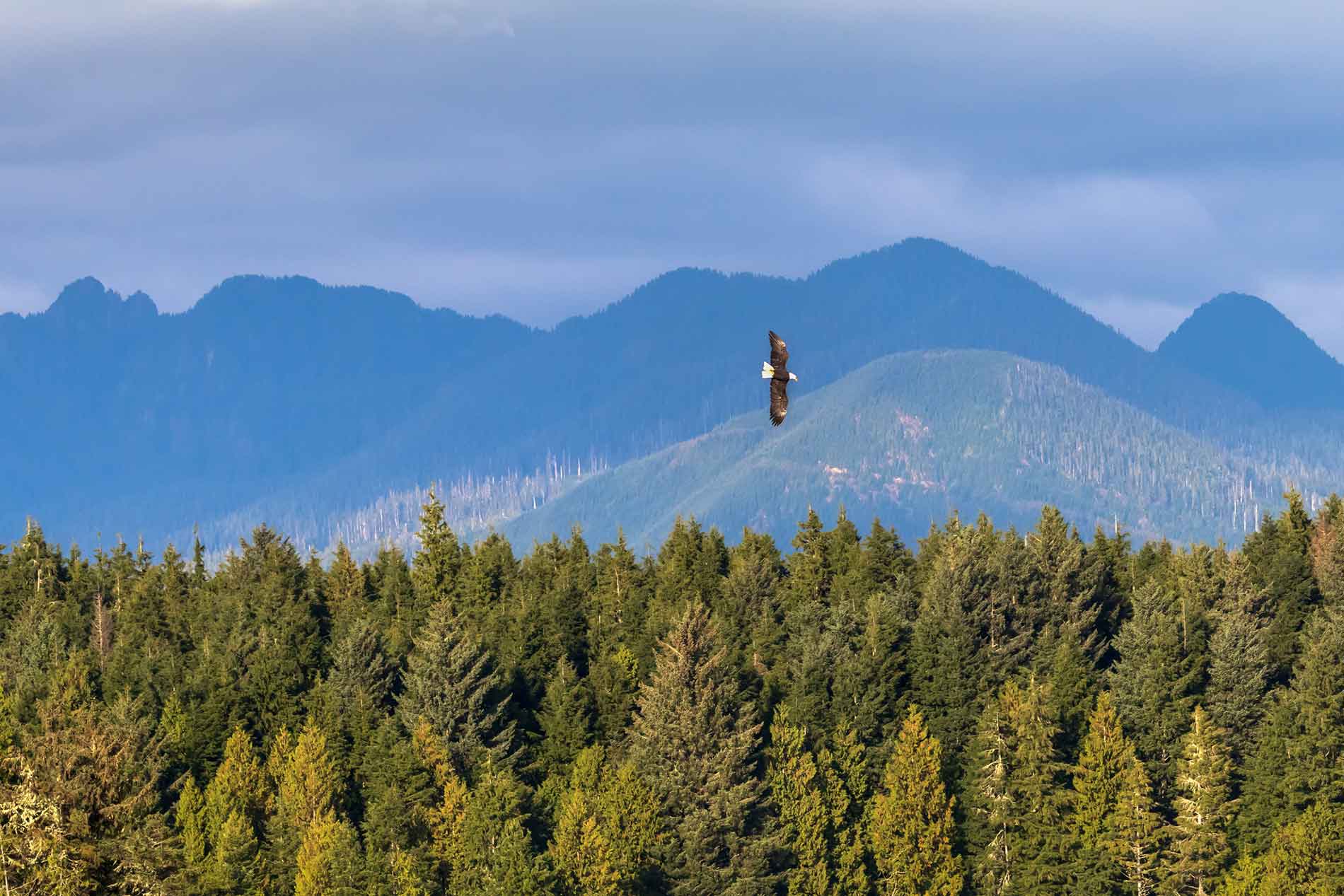British Columbia’s record-breaking wildfire season, by the numbers ...
