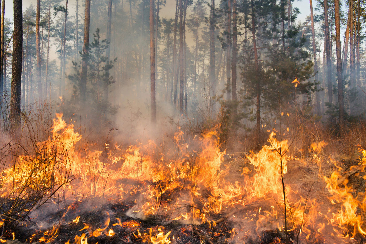 Jasper Wildfire Will Be Allowed To Spread For Ecological Benefits