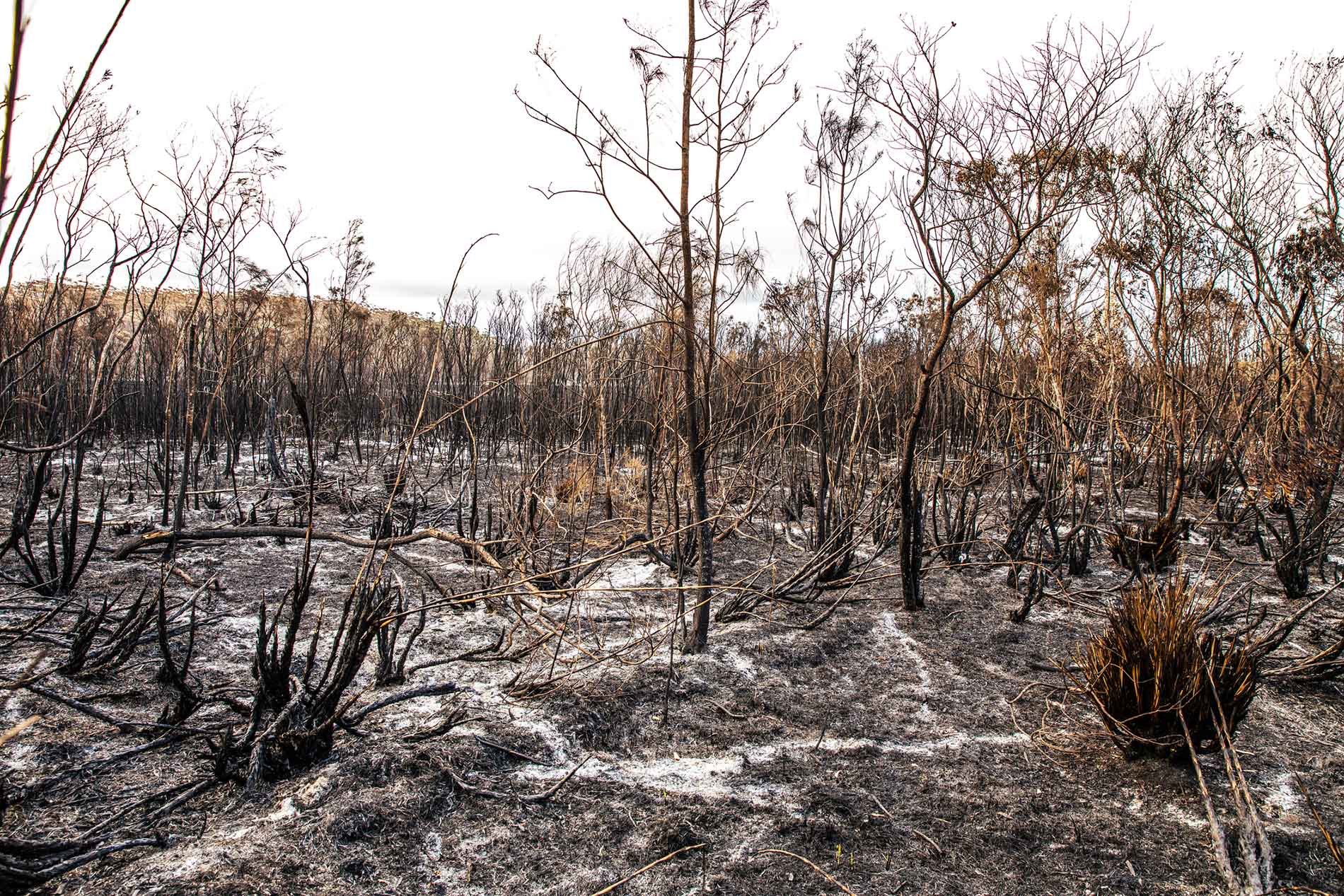 First Nations in central fire hub say they need better training ...